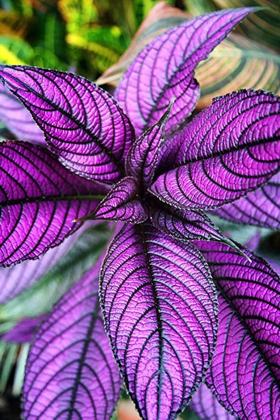 Strobilanthes Persian shield – FleurExcel Inc.