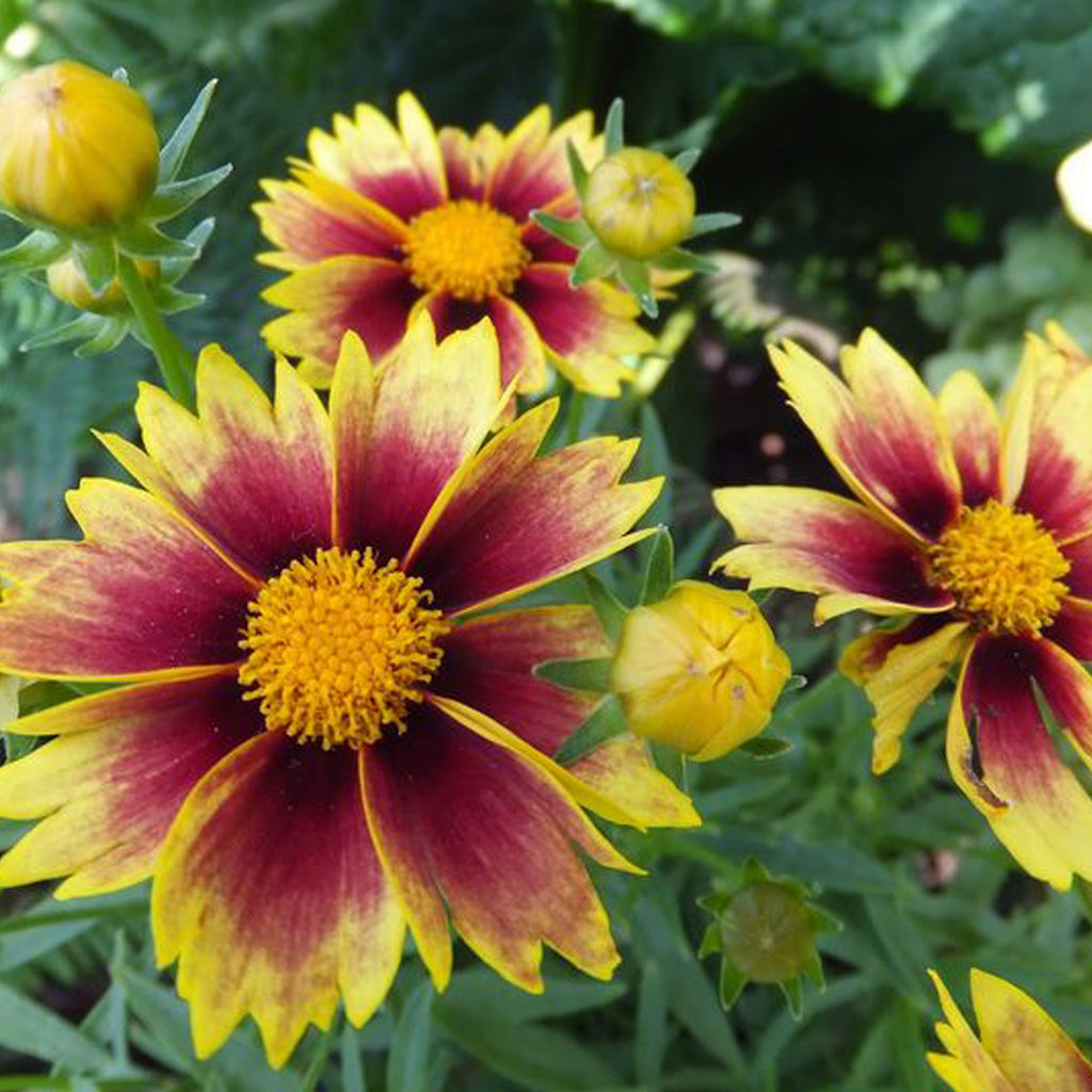 Coreopsis Li'l bang ' Enchanted Eve' - Coréopsis – FleurExcel Inc.