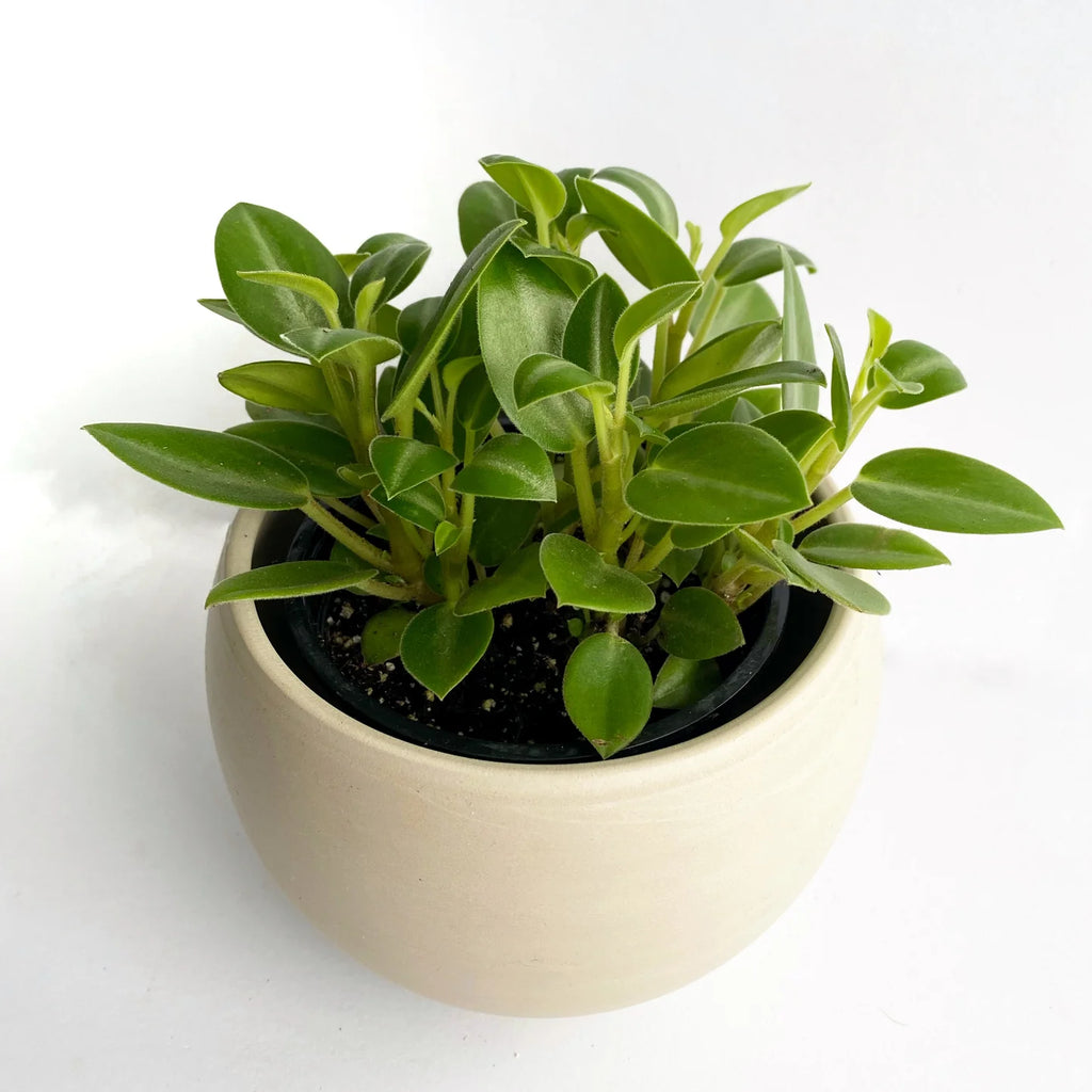 Peperomia Pixie Vert – FleurExcel Inc.