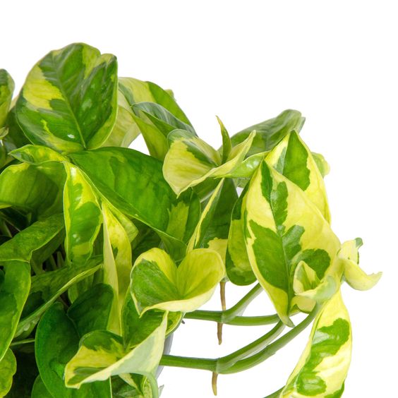 Pothos Lemon Meringue – FleurExcel Inc.