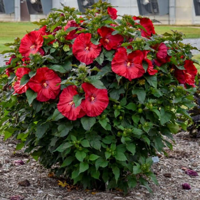 Hibiscus 'Valentine's Crush' – FleurExcel Inc.