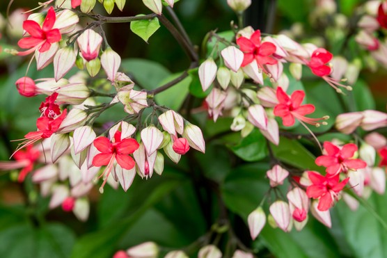 Clerodendrum Java Glory – FleurExcel Inc.