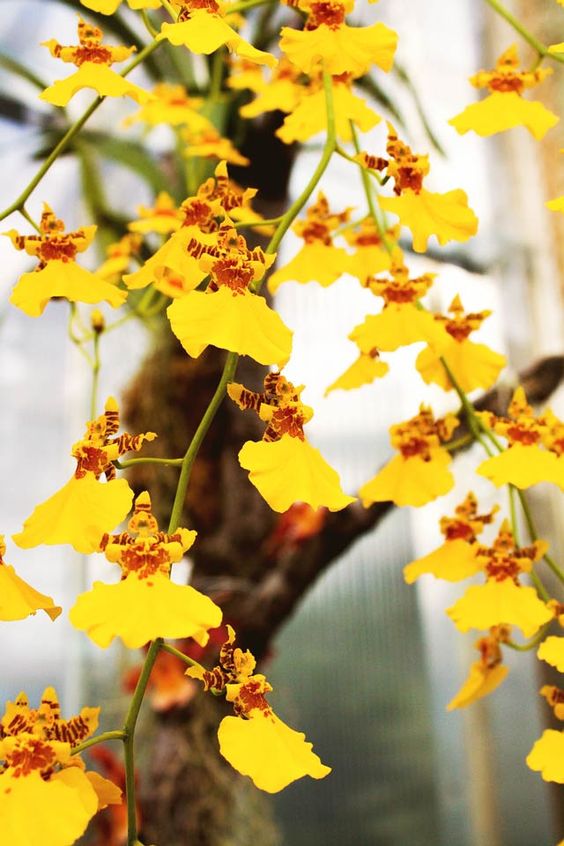 Oncidium sweet sugar - jaune - orchidée – FleurExcel Inc.