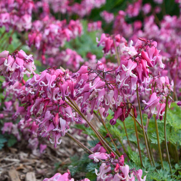Dicentra 'Pink Diamonds' – FleurExcel Inc.