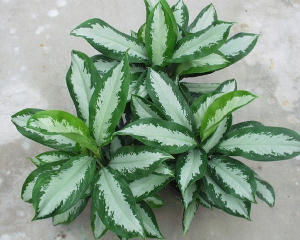 Aglaonema Diamond Bay – FleurExcel Inc.