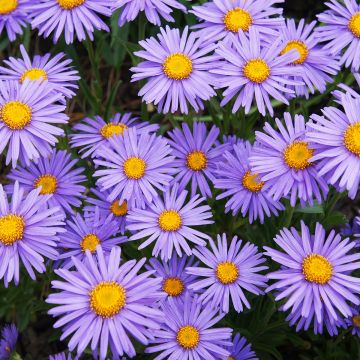 Symphyotrichum novi-belgii 'Bleu Days' - Aster 'Bleu Days' – FleurExcel ...
