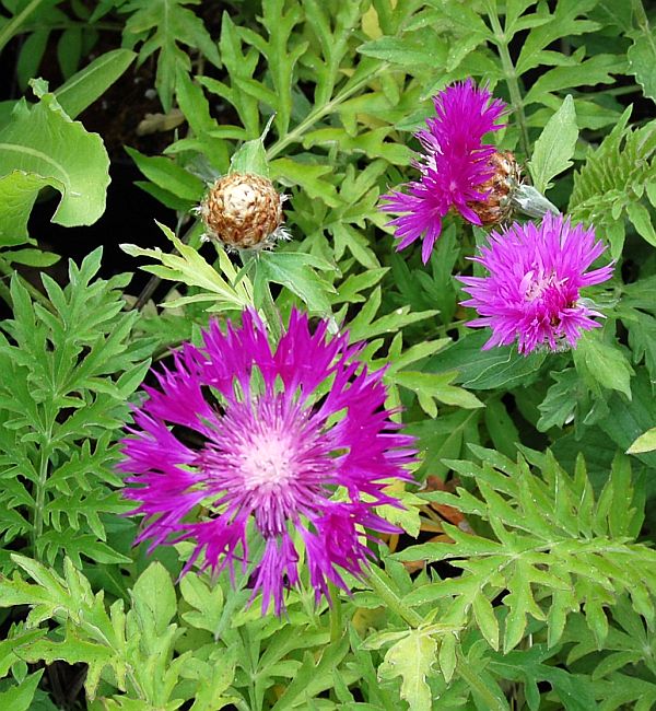 Centaurea dealbata – FleurExcel Inc.