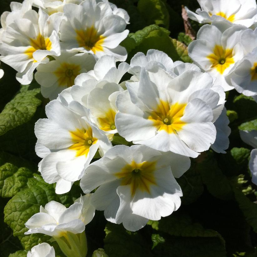 Primula x polyantha 'Pacific Giant White' - Primevère des jardins ...