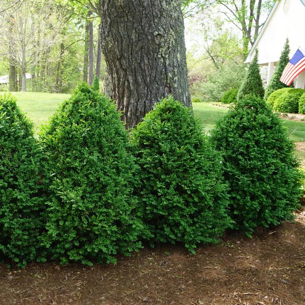 Buxus 'Green Mountain' – FleurExcel Inc.