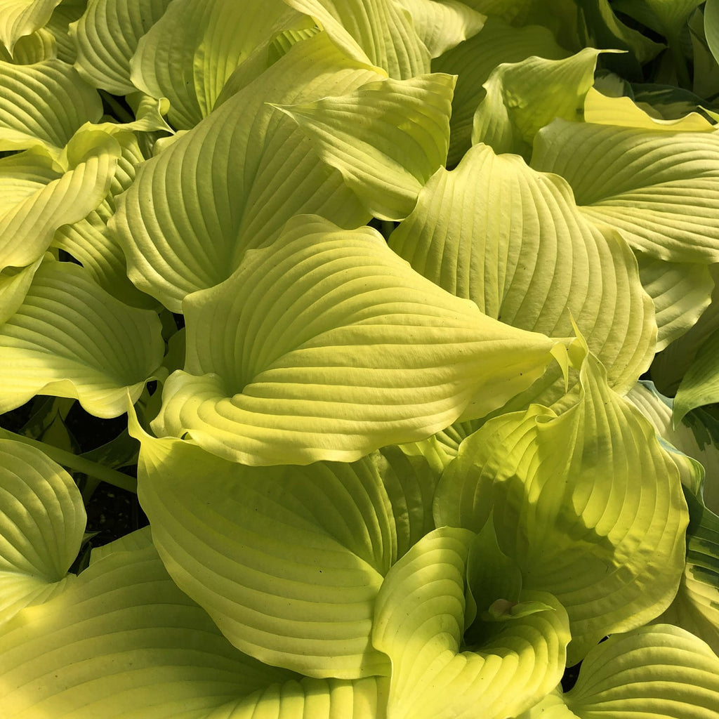 Hosta 'Dancing Queen' - Hosta – FleurExcel Inc.
