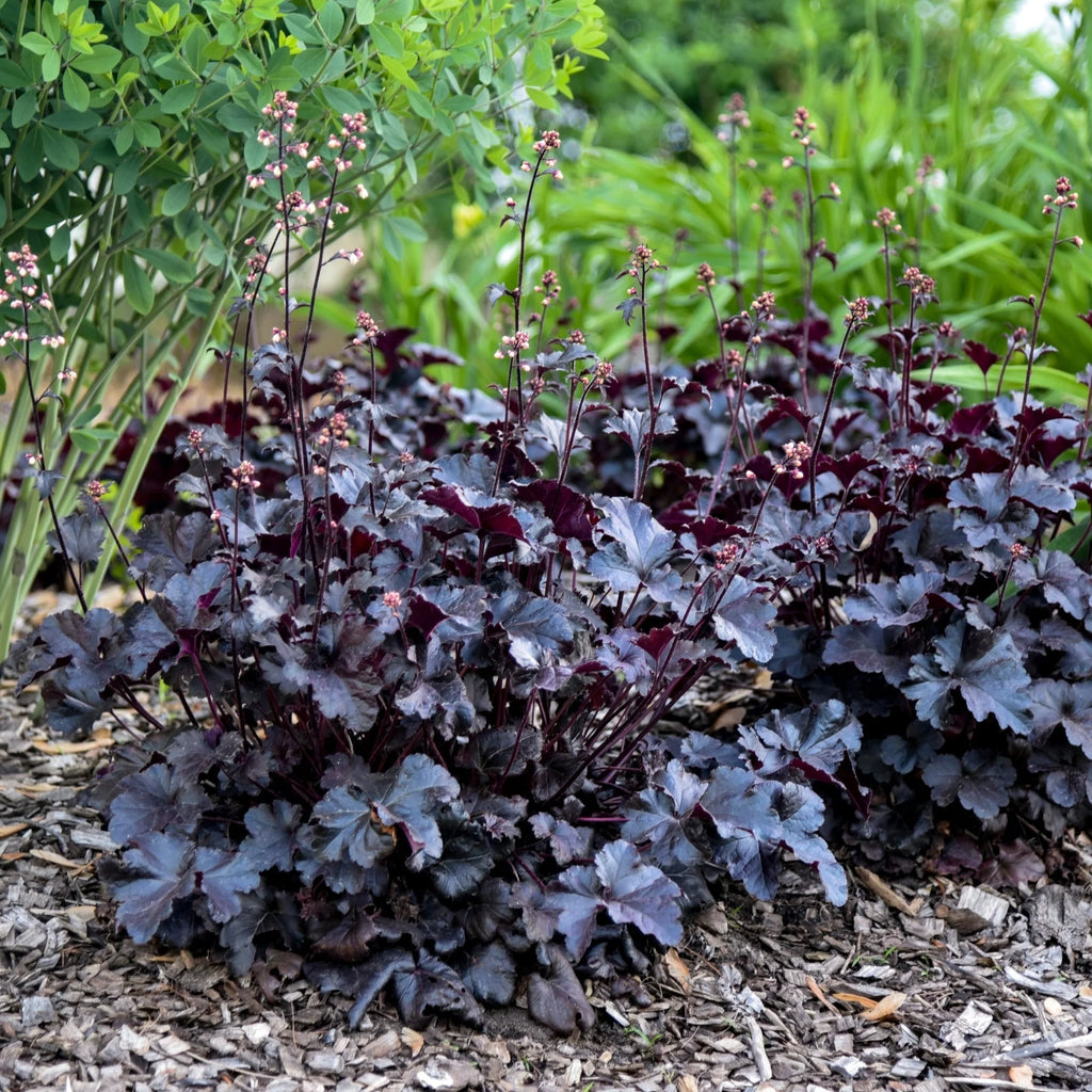 Heuchera 'Black Pearl' - Heuchere – FleurExcel Inc.