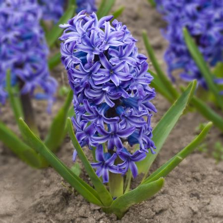 Bulbe d'automne - Jacinthe Delft Blue – FleurExcel Inc.