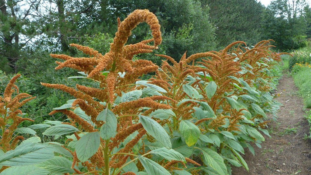 Sachet de semence - Amarante Copperhead – Le Potager ornemental de Cat ...