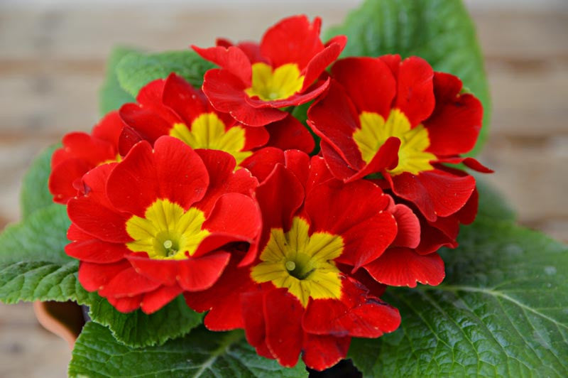 Primula x polyantha 'Pacific Giant Red' - Primevère des jardins ...