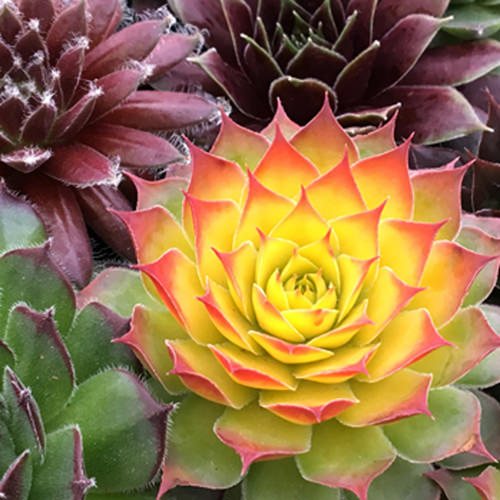 Sempervivum Chick Charm 'Gold Nugget' – FleurExcel Inc.