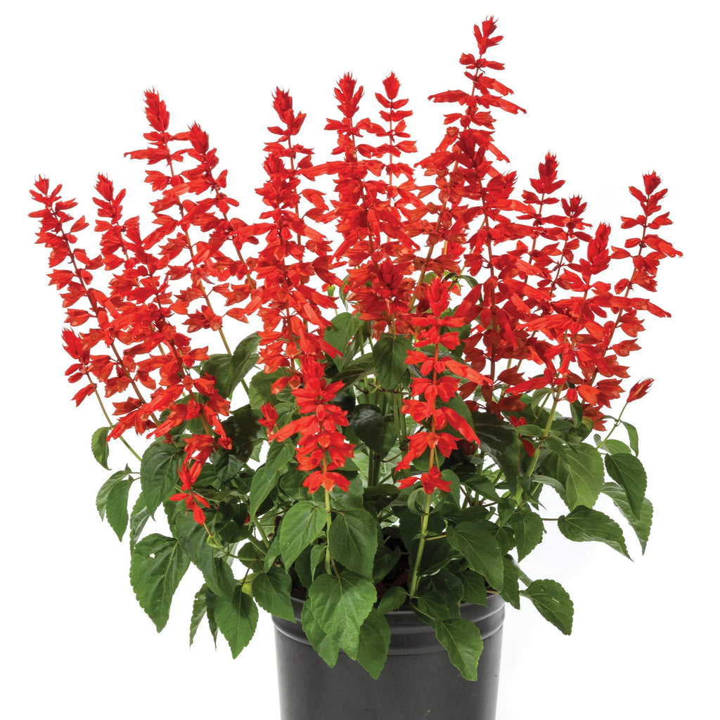 Salvia annuelle en pot -Sauge splendide GRANDSTAND™ Red – FleurExcel Inc.