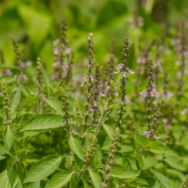 Sachet de semence - Basilic Sacré – Le Potager ornemental de Catherine ...