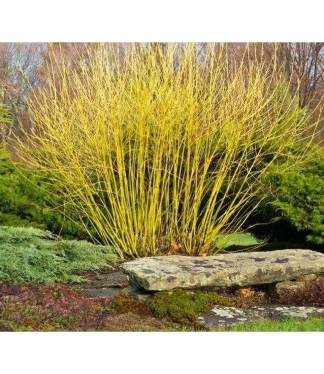 Cornus alba Bud's Yellow – FleurExcel Inc.