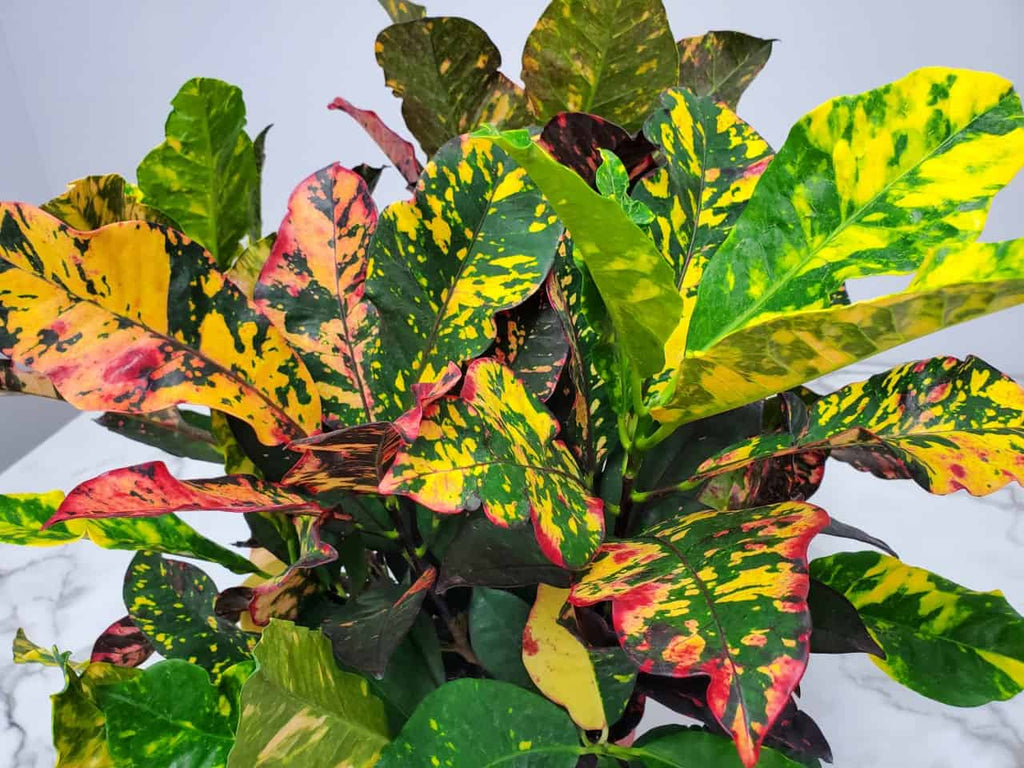 Croton Codiaeum variegatum 'Magnificent' – FleurExcel Inc.