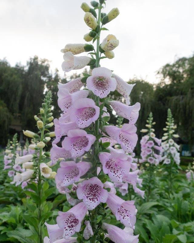 Digitalis 'Camelot Lavender' (purp.) – FleurExcel Inc.