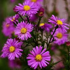 Aster 'Alert' (novi-belgii) – FleurExcel Inc.