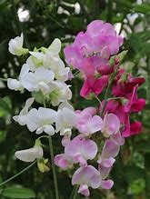 Lathyrus latifolius ' Mix' – FleurExcel Inc.