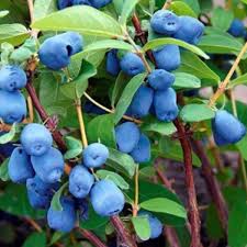 Camerise Tundra – FleurExcel Inc.