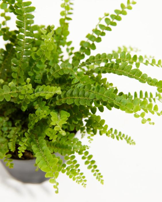 Nephrolepis cordifolia 'Duffy' - fougère - Lemon Button Fern ...