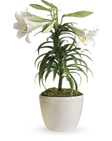 Lys en pot - lys oriental blanc – FleurExcel Inc.