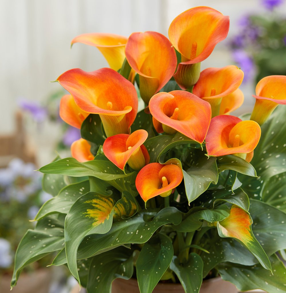Calla Captain Brunella - Lis Calla – FleurExcel Inc.
