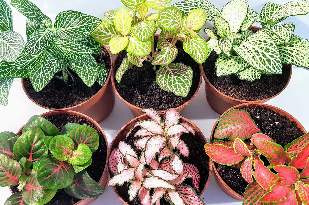 Fittonia assorties – FleurExcel Inc.