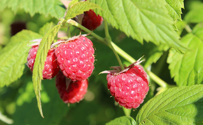 Framboisier Encore (Fruit rouge) – (Rubus idaeus) – FleurExcel Inc.