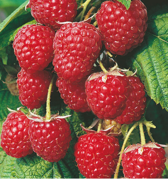 Framboisier 'Heritage' - Rubus - framboise – FleurExcel Inc.