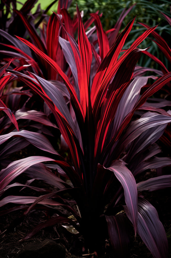 Cordyline Red sister – FleurExcel Inc.