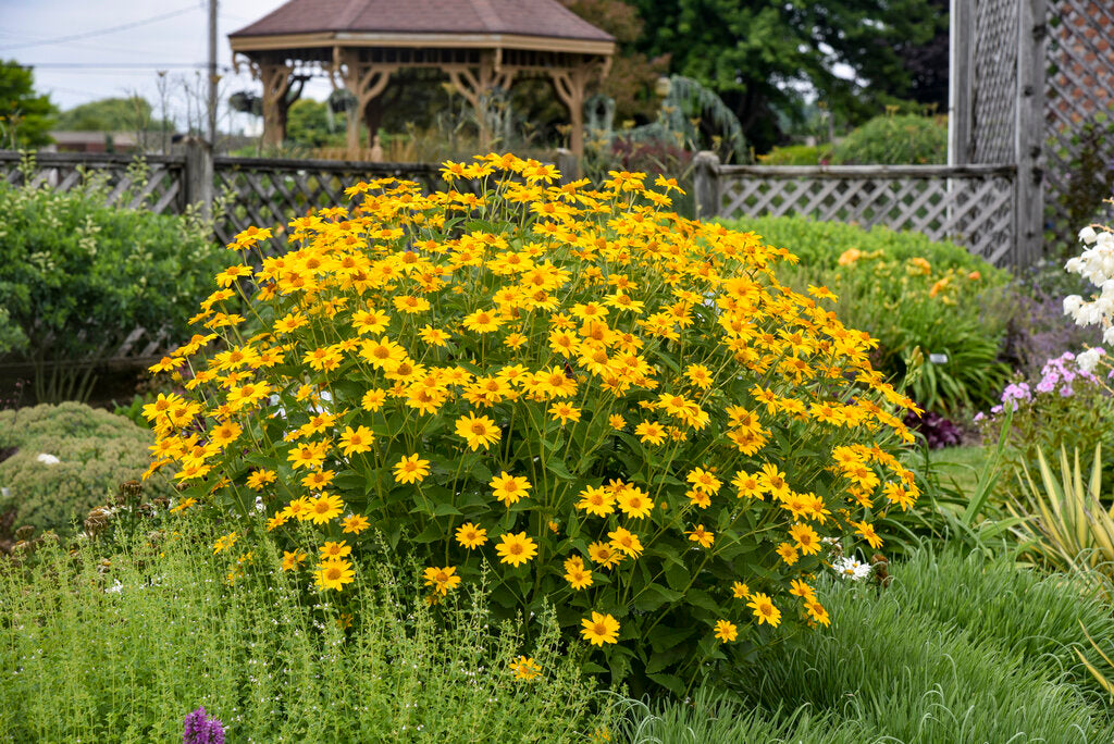 Heliopsis Tuscan Gold - Faux tournesol – FleurExcel Inc.