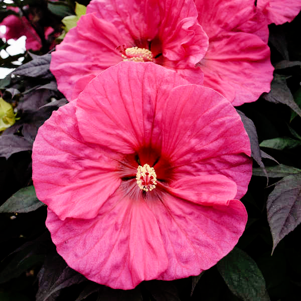 Hibiscus 'Evening Rose' – FleurExcel Inc.