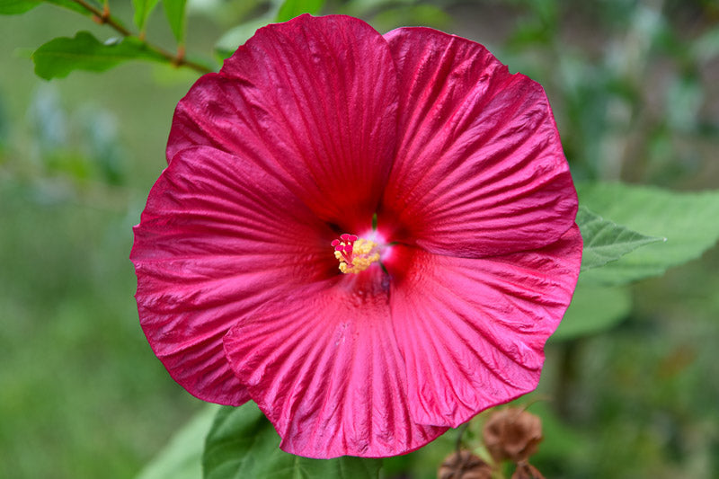 Hibiscus moscheutos 'Luna Rose' - Hibiscus des marais – FleurExcel Inc.