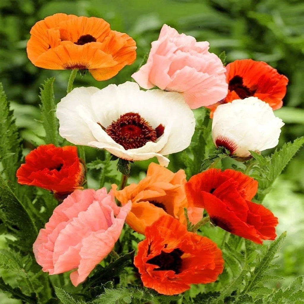 Papaver mix - Pavot – FleurExcel Inc.