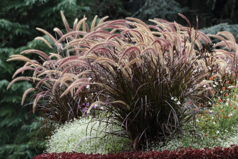 Graminées annuelles (assorties) – FleurExcel Inc.