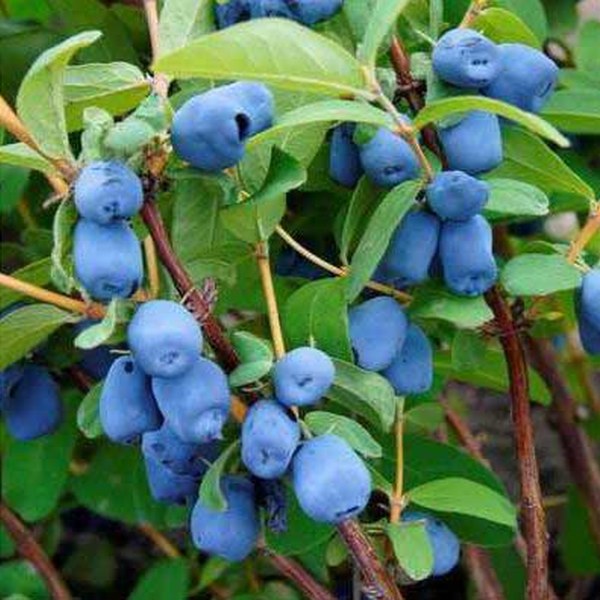 Lonicera caerulea - camerise -Berry Blue – FleurExcel Inc.