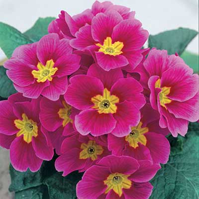 Primula x polyantha 'Pacific Giant Pink' - Primevère des jardins ...