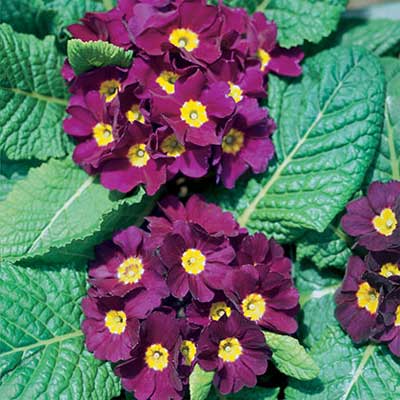 Primula x polyantha 'Pacific Giant Purple' - Primevère des jardins ...