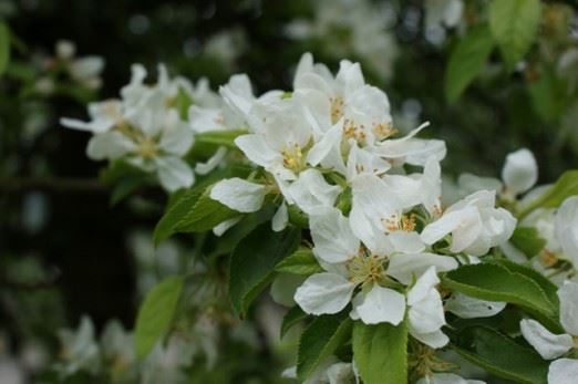 Malus prunifolia 'Rinki' - Pommier – FleurExcel Inc.