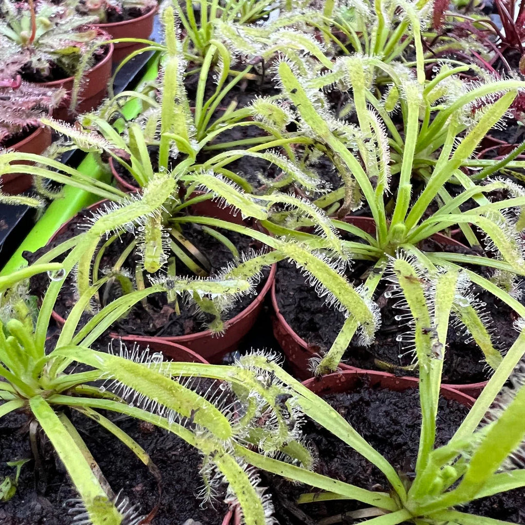 Drosera Capensis Alba – FleurExcel Inc.