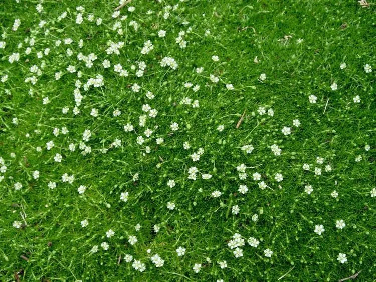 Arenaria verna (Sagina subulata) – FleurExcel Inc.