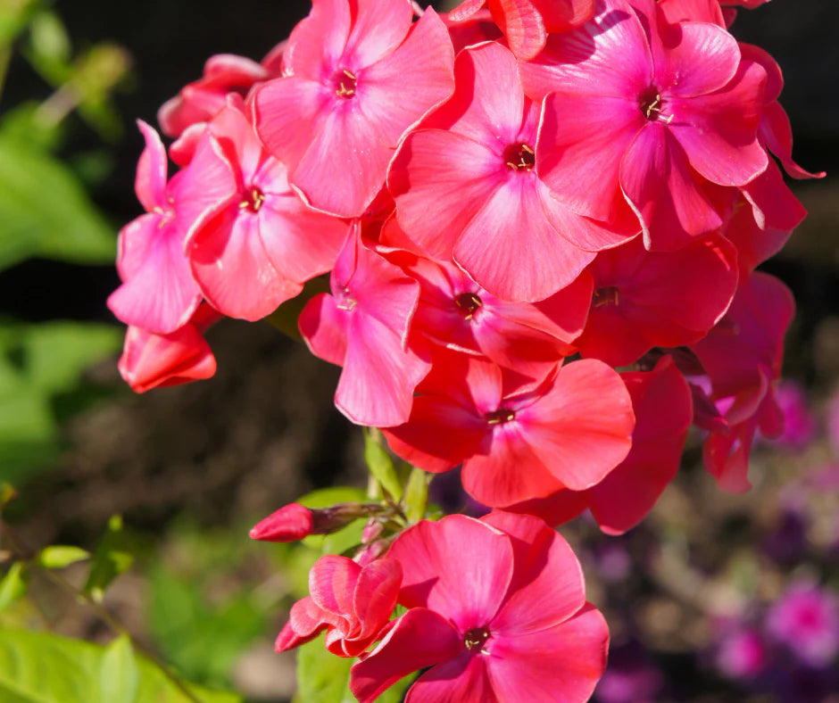 Phlox paniculata 'Coral Flame' - Phlox vivace – FleurExcel Inc.