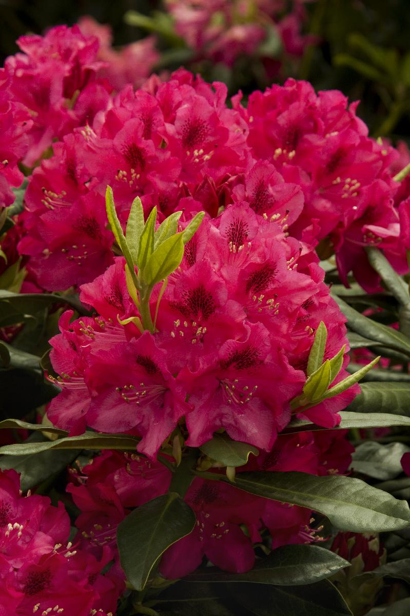 Rhododendron 'Nova Zembla' – FleurExcel Inc. Rhododendron 'Nova Zembla' – FleurExcel Inc.
