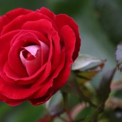 Rosa 'Canadian Shield®' – Rosier Bouclier Canadien – FleurExcel Inc.