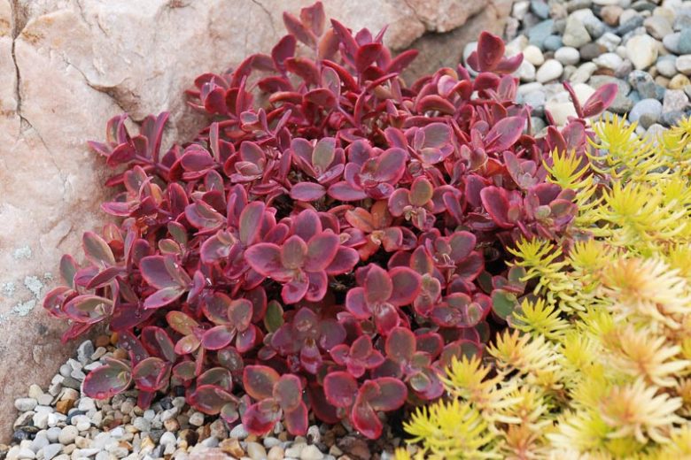 Sedum 'Wildfire' - Orpin – FleurExcel Inc.